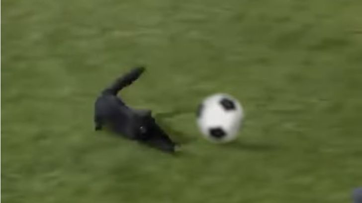 Un chat s'incruste et marque un but pendant un match de football - Cocktail
