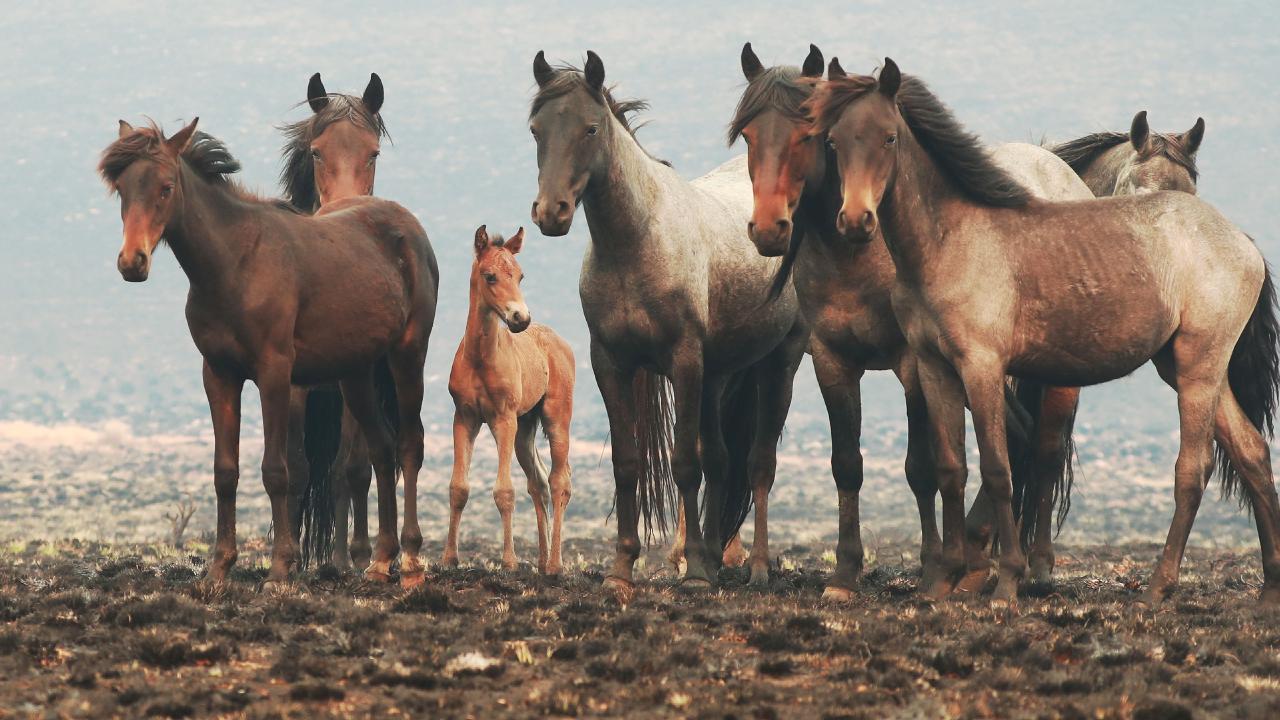 Plus de 4 000 brumbies seront tués en Australie après le feu vert de la ...