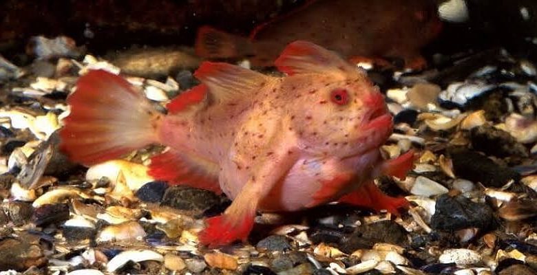 Un rare poisson rose qui a des mains et qui « marche » a été repéré ...